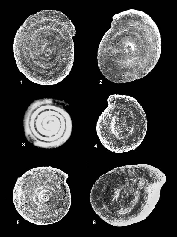Atlas of Agglutinated Foraminifera - taxon page