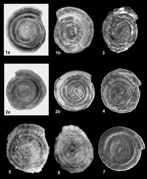 Atlas of Agglutinated Foraminifera - taxon page