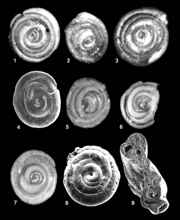 Atlas of Agglutinated Foraminifera - taxon page