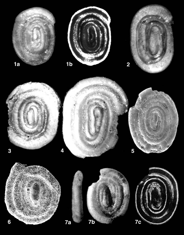 Atlas of Agglutinated Foraminifera - taxon page