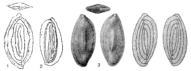Atlas of Agglutinated Foraminifera - taxon page