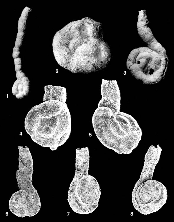 Atlas of Agglutinated Foraminifera - taxon page