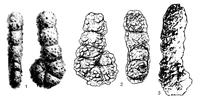 Atlas of Agglutinated Foraminifera - taxon page