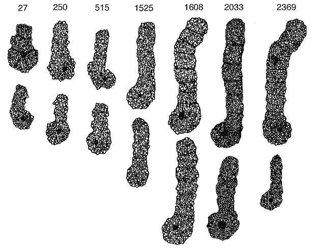 Atlas of Agglutinated Foraminifera - taxon page
