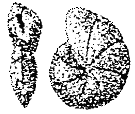 Atlas of Agglutinated Foraminifera - taxon page