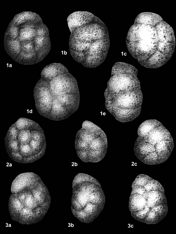 Atlas of Agglutinated Foraminifera - taxon page