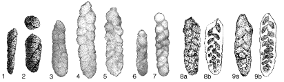 Atlas of Agglutinated Foraminifera - taxon page