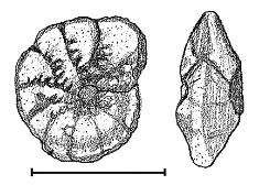 Atlas of Agglutinated Foraminifera - taxon page